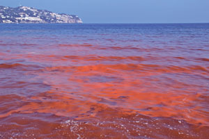 Red Stains in the Sea - Costa Tropical Gazette News