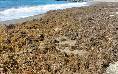 Invasive Seaweed in La Mamola - Costa Tropical Gazette News