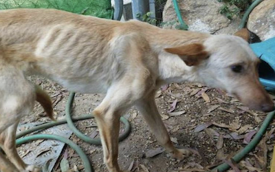 105 Mistreated Dogs - Costa Tropical Gazette News
