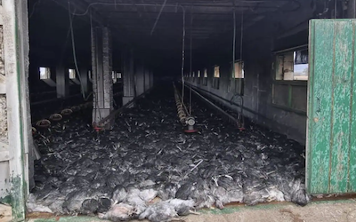 Thousands of Chickens Died in Fire - Costa Tropical Gazette News